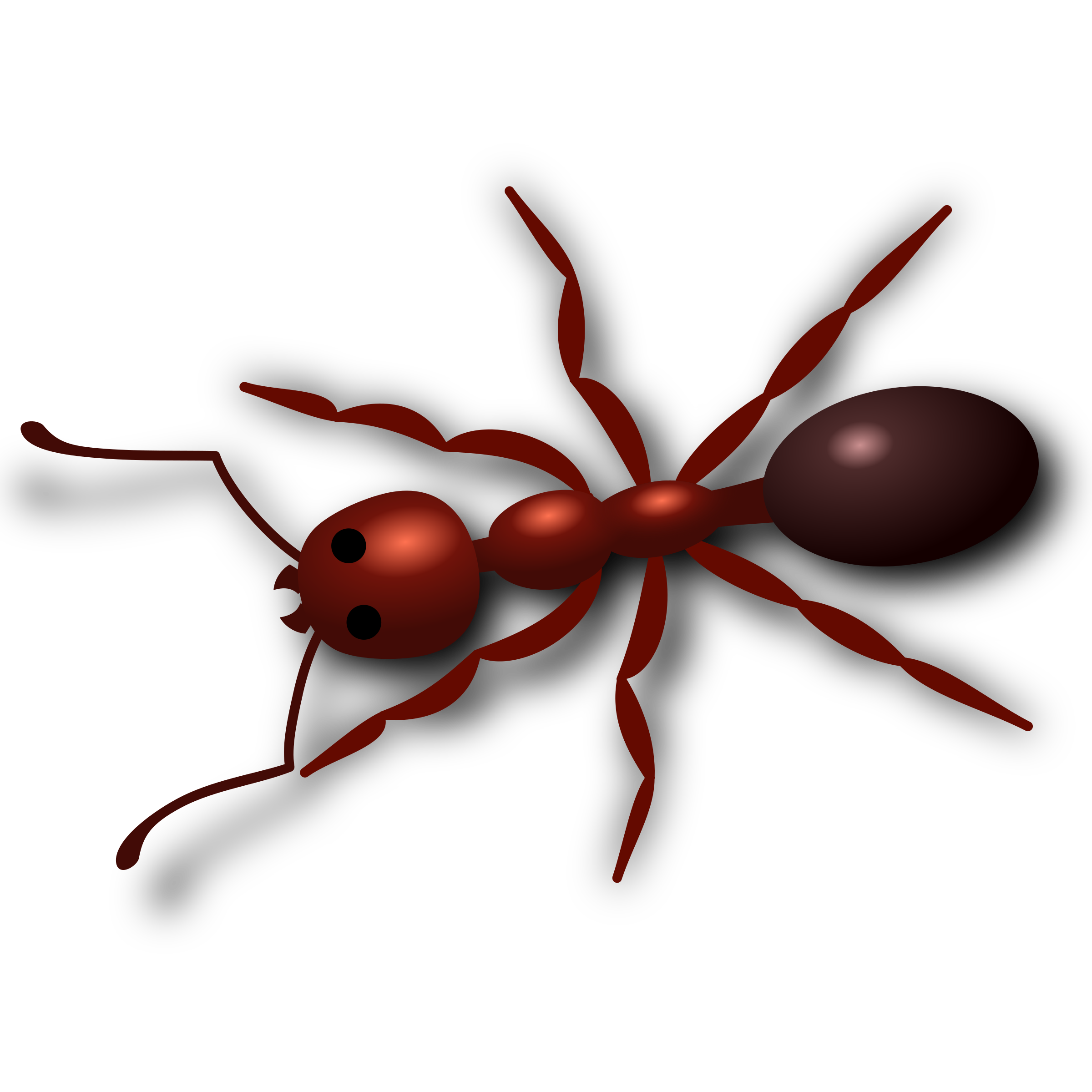 Clipart - Ant