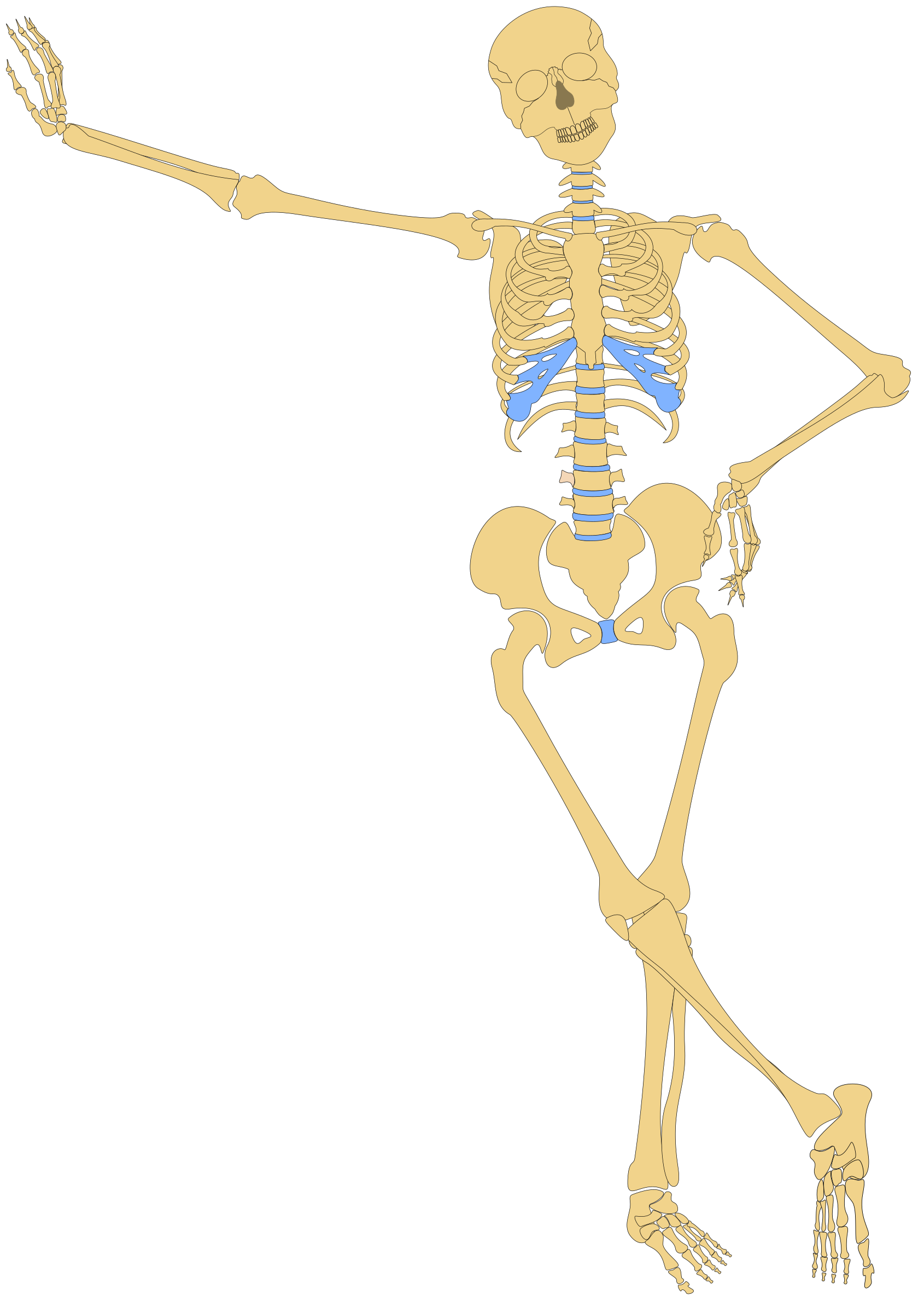 Clipart Human Skeleton Outline 