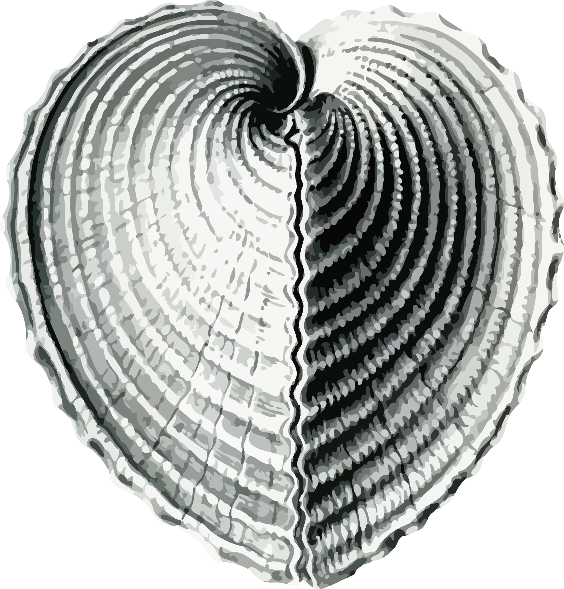 Cockle (bivalve) - Alchetron, The Free Social Encyclopedia
