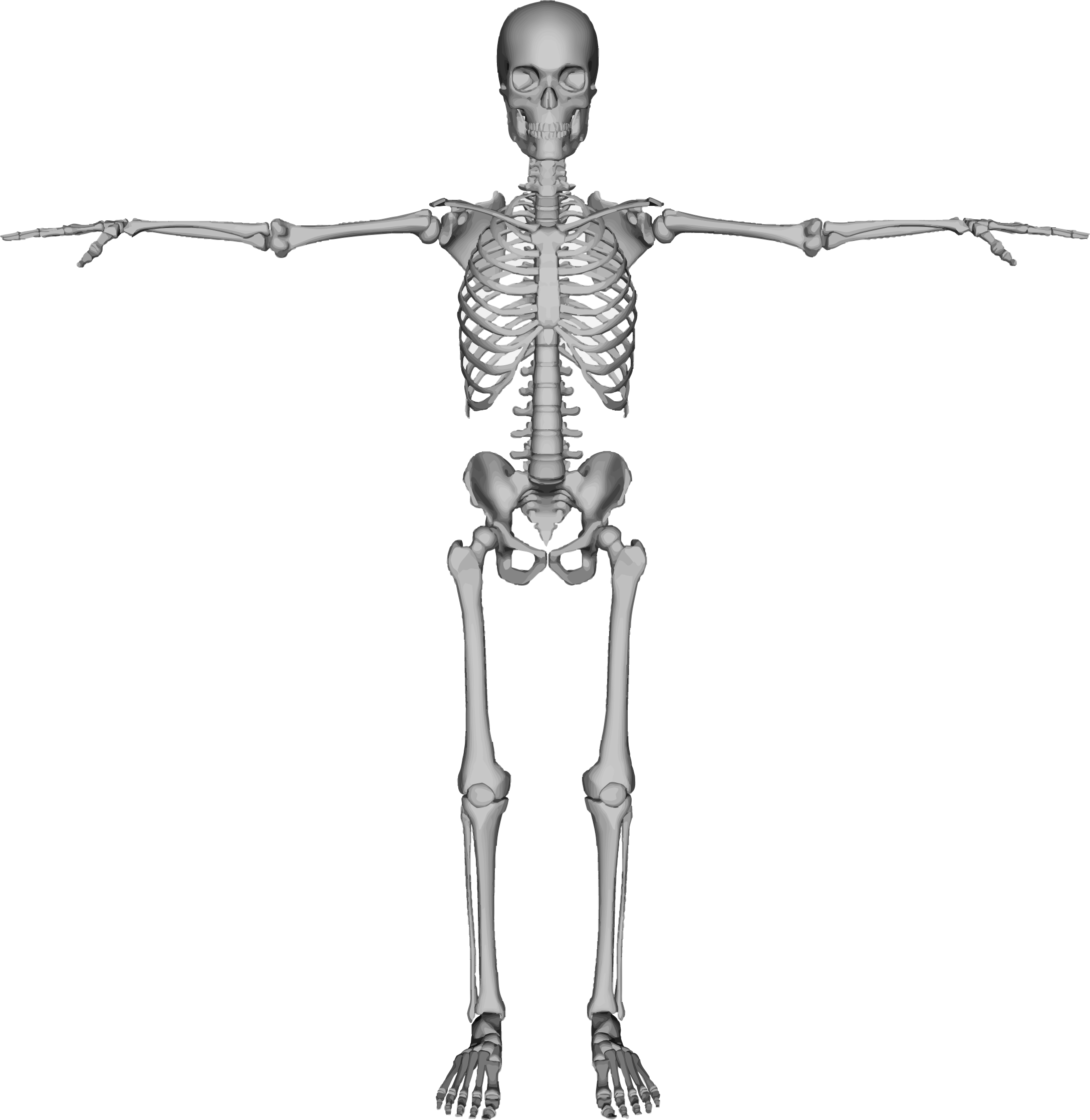 Clipart - Skeleton With Arms Out