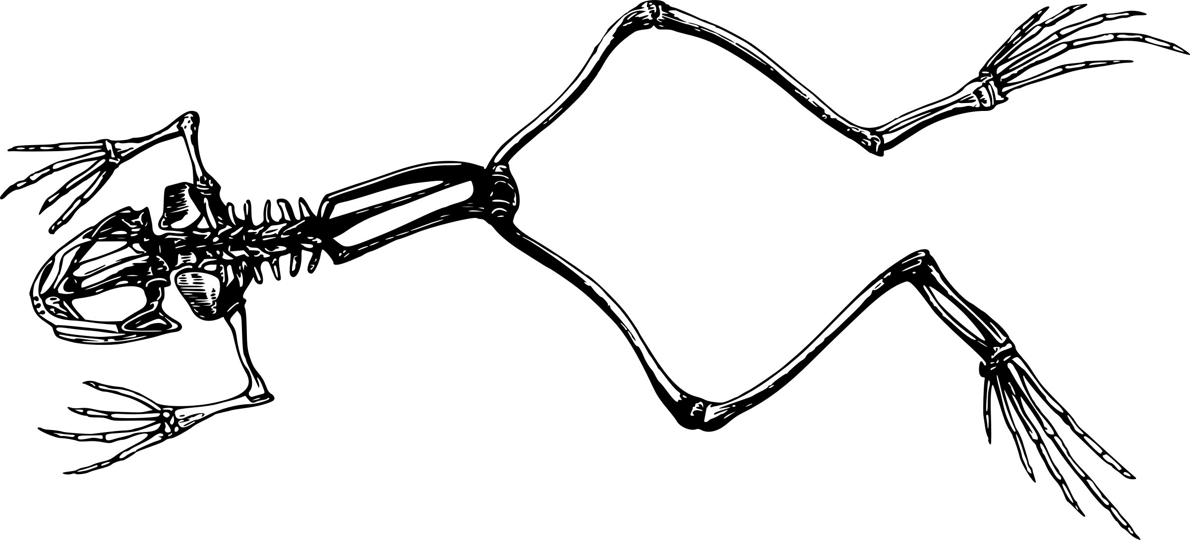 Clipart Frog Skeleton