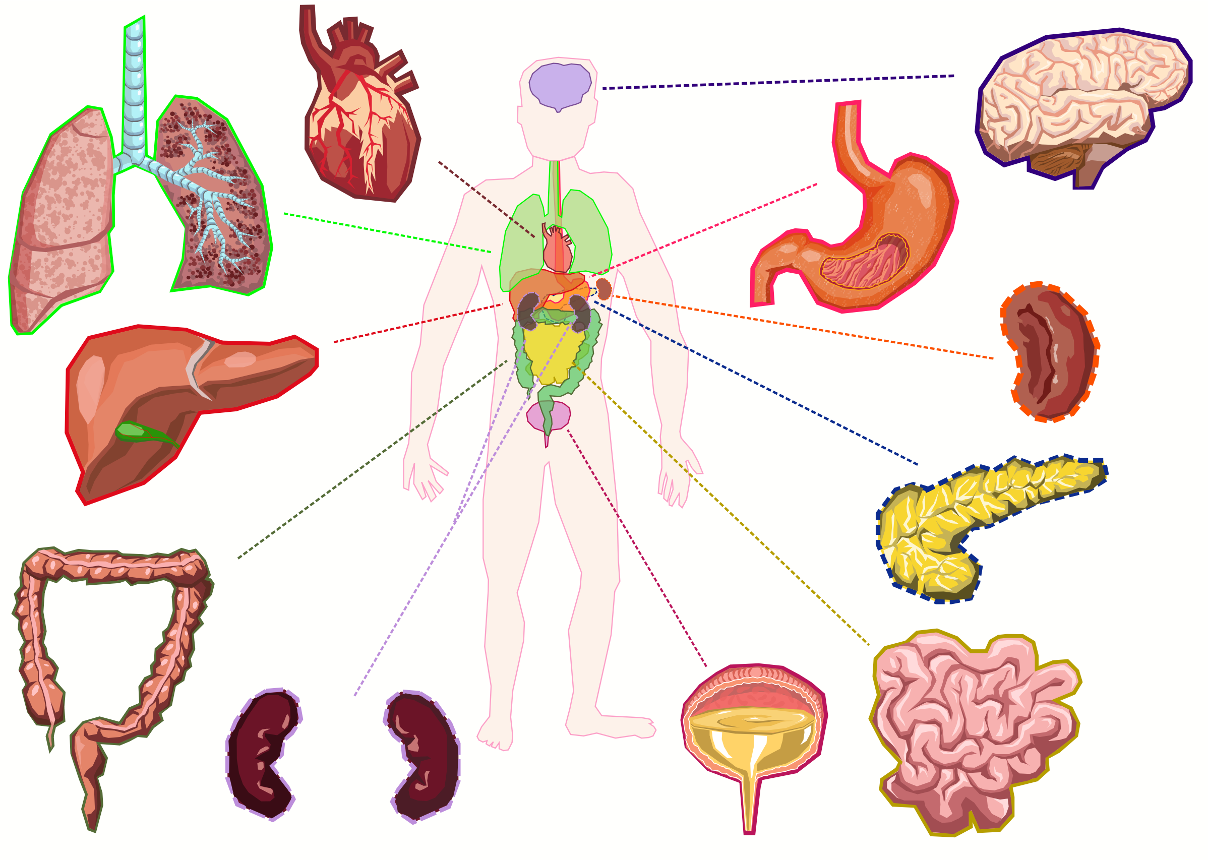 Clipart Organs Of The Human Body Clipart Organs Of The Human Body