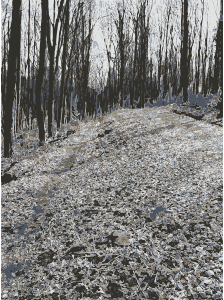 openclipart圖庫：Forest photo(s) from Lichtscheid, Wuppertal