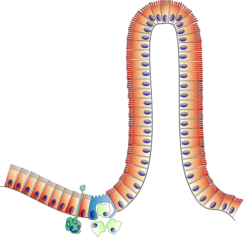 Clipart - Peyer patch